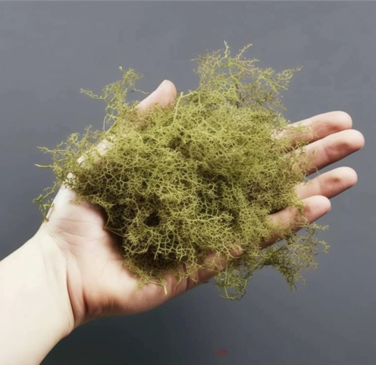 Seemoos, das Superfood mit 92 Mineralien – Gesundheitspfad